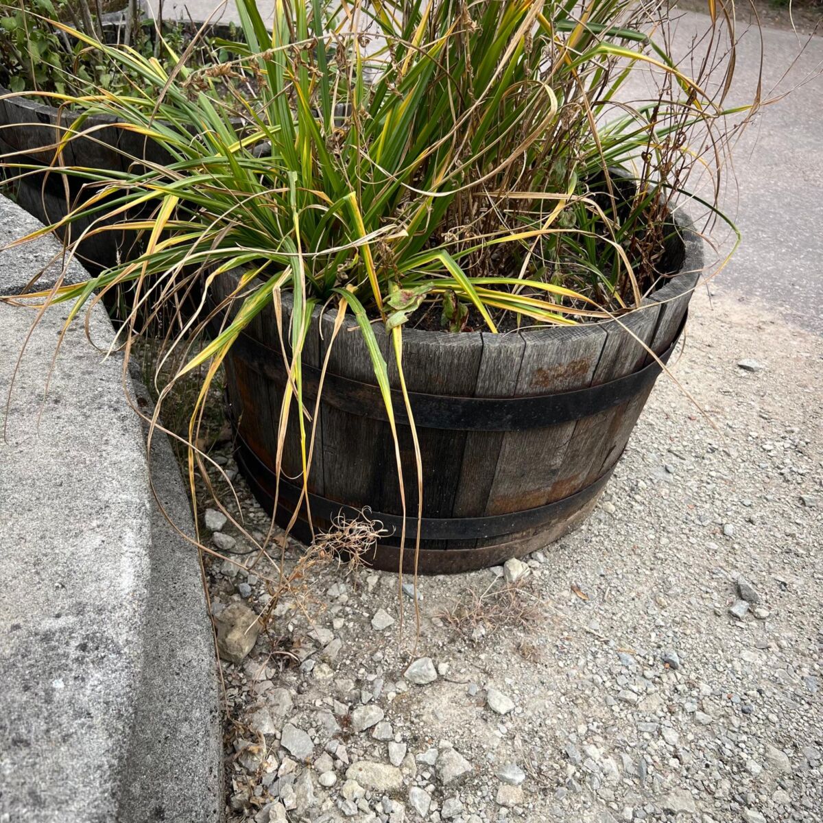 Reclaimed Barrel Planters